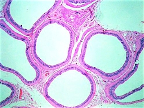 Reproductive. Nervous system. Skin. Eye | Veterinary Histology