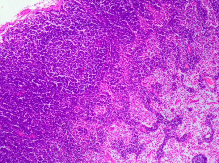 Lymphoid system | Veterinary Histology